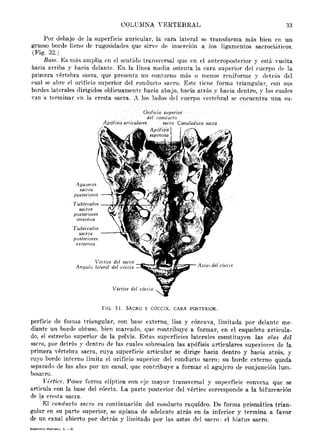 Tratado de Anatomia Qumana. Dr. Fernando Quiroz. Tomo I | PDF