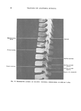 Tratado de Anatomia Qumana. Dr. Fernando Quiroz. Tomo I | PDF