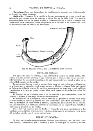 Tratado de Anatomia Qumana. Dr. Fernando Quiroz. Tomo I | PDF
