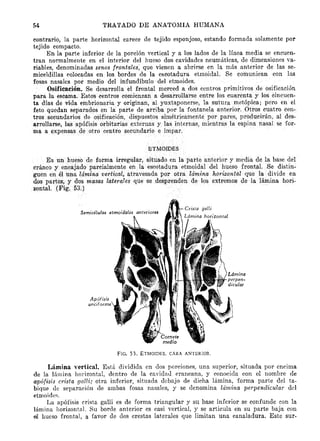 Tratado de Anatomia Qumana. Dr. Fernando Quiroz. Tomo I | PDF