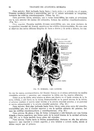 Tratado de Anatomia Qumana. Dr. Fernando Quiroz. Tomo I | PDF