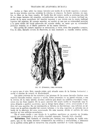 Tratado de Anatomia Qumana. Dr. Fernando Quiroz. Tomo I | PDF