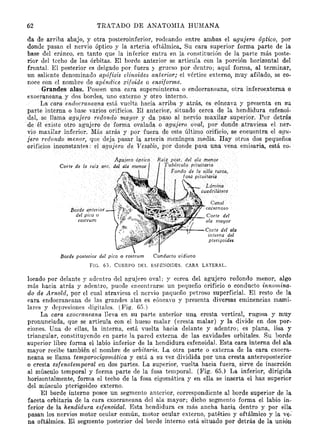 Tratado de Anatomia Qumana. Dr. Fernando Quiroz. Tomo I | PDF