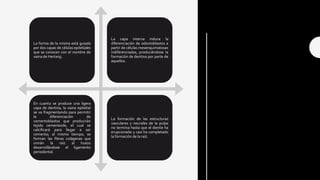 Tratamiento del diente con apice inmaduro | PPTX