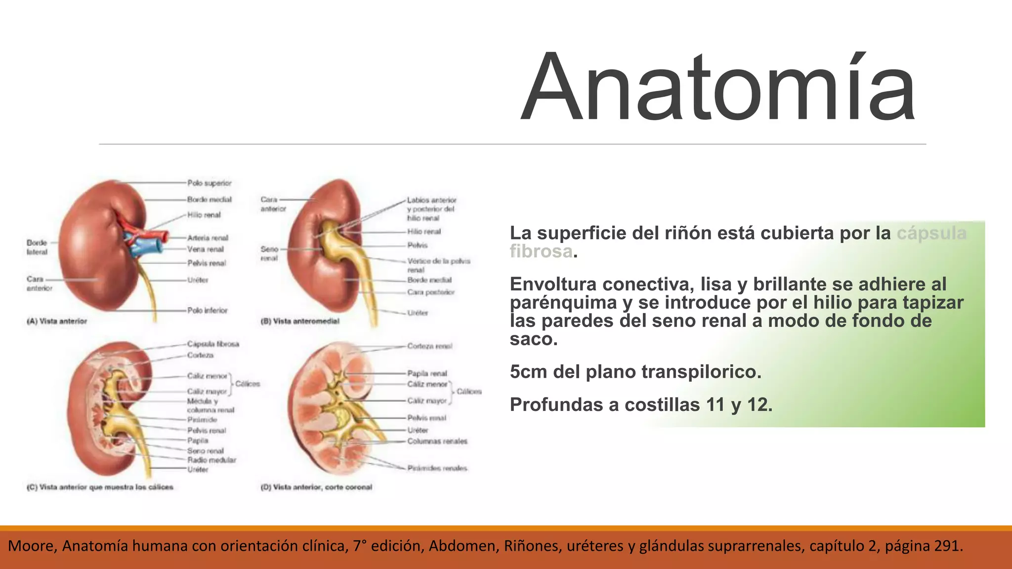 Trauma renal - copia | PPTX