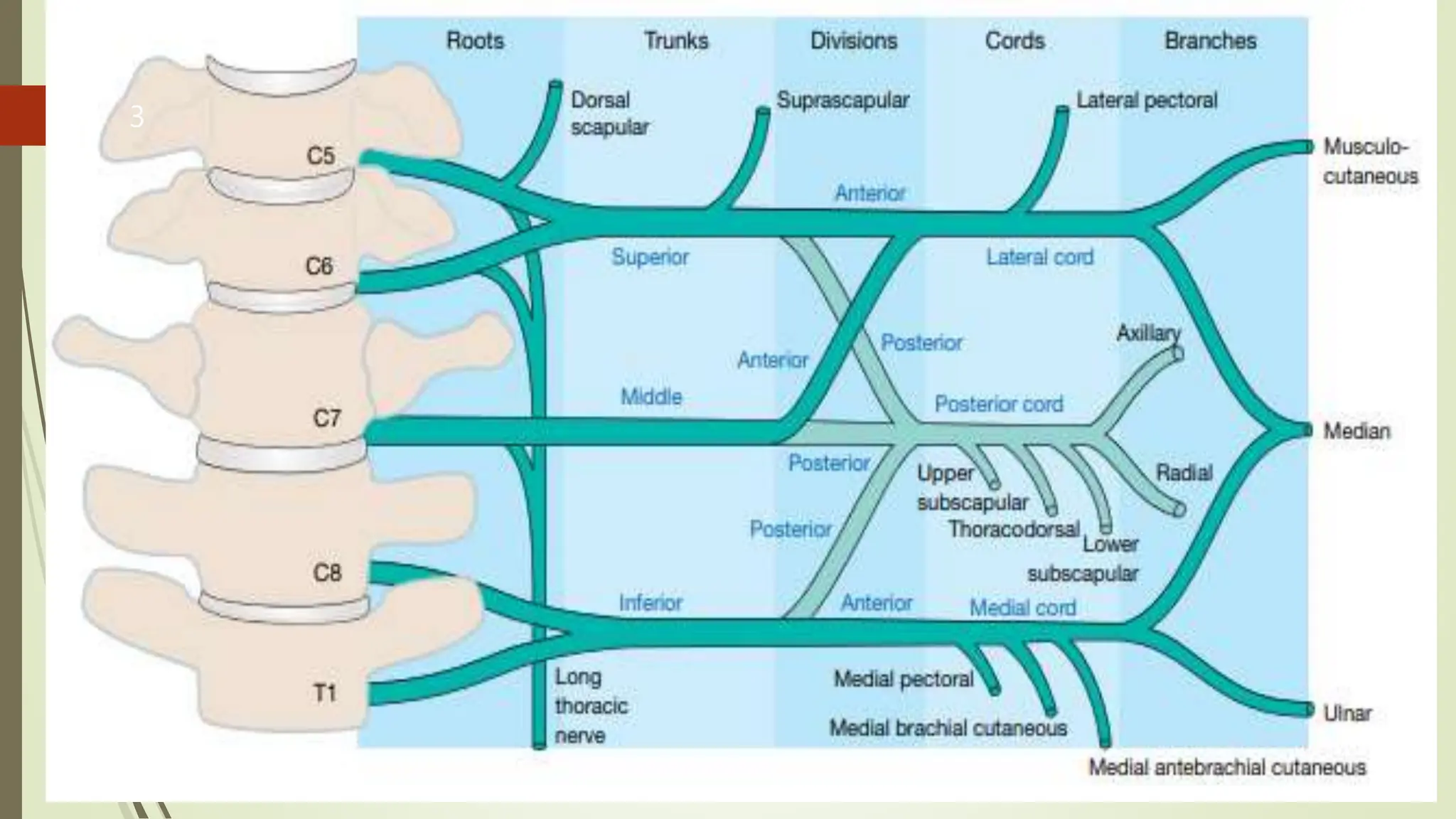 Trauma - Thoracic and chest injuries.pptx