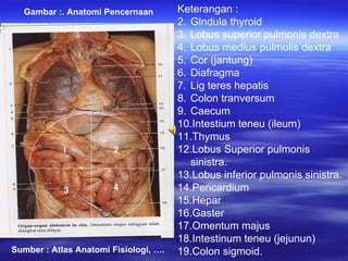 Trauma abdomen | PPT