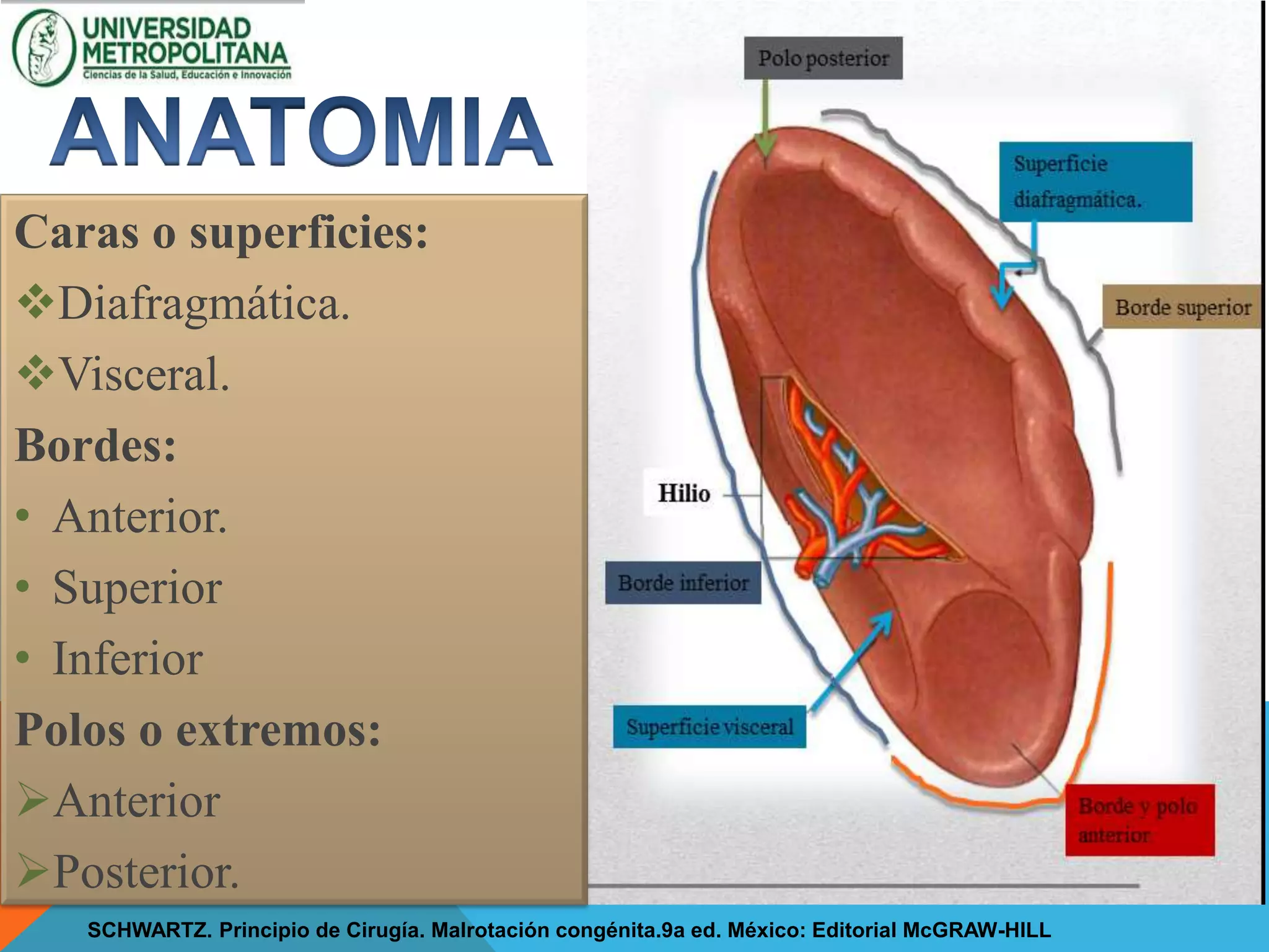 Trauma abdominal bazo | PPTX