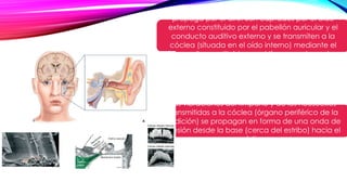 TRAUMA ACUSTICO MF DE MEDICINA FAMILIAR. | PPTX