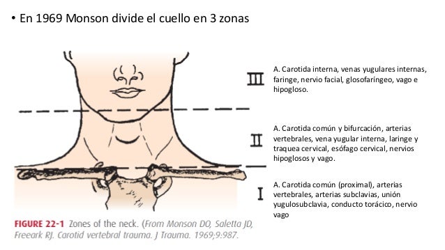 Trauma de Cuello - Anatomía de Cuello - Anatomia de Cuello