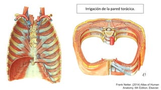 Trauma de tórax ATLS Manejo de acuerdo a guías | PPTX