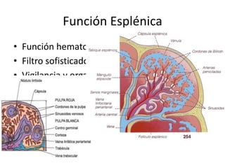 Trauma esplenico | PPTX