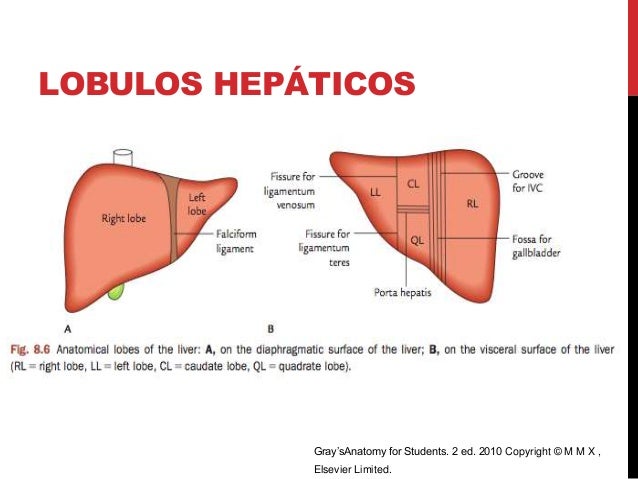 Anatomia hepatica y Trauma hepático