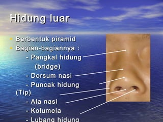 Trauma hidung | PPT