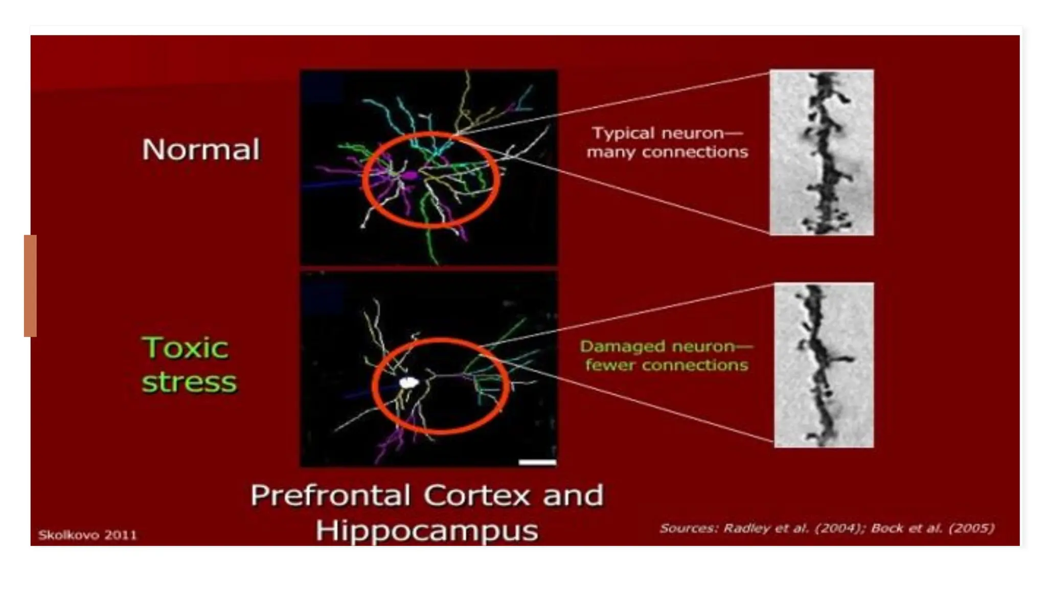 Trauma Informed Care Powerpoint Presentation.pptx