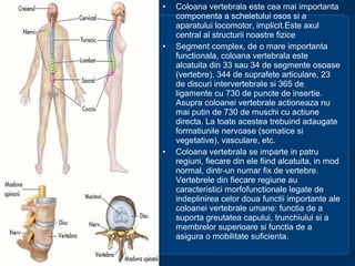 Traumat.vertebro medulare | PPT