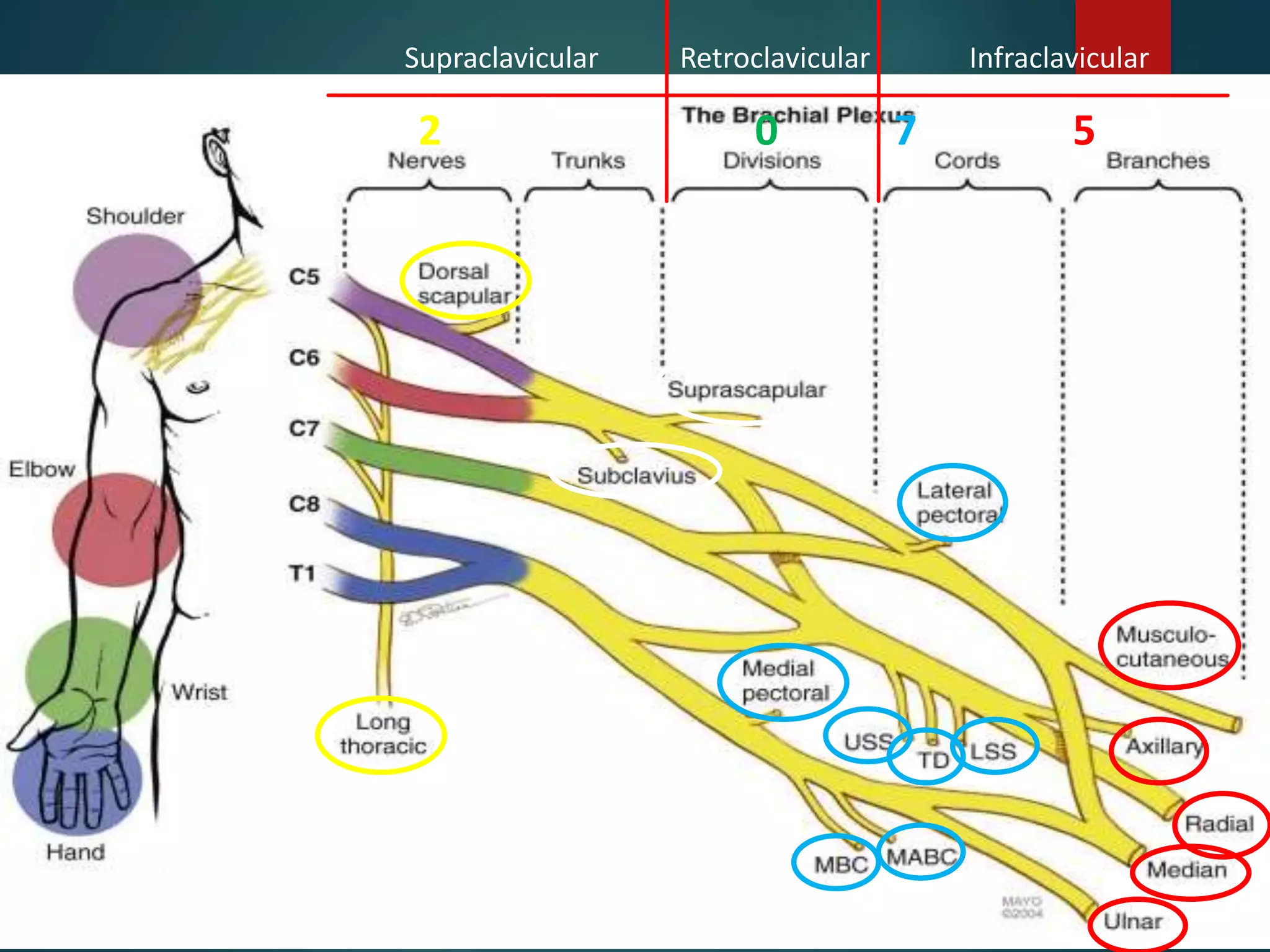Traumatic brachial plexus injury | PPTX