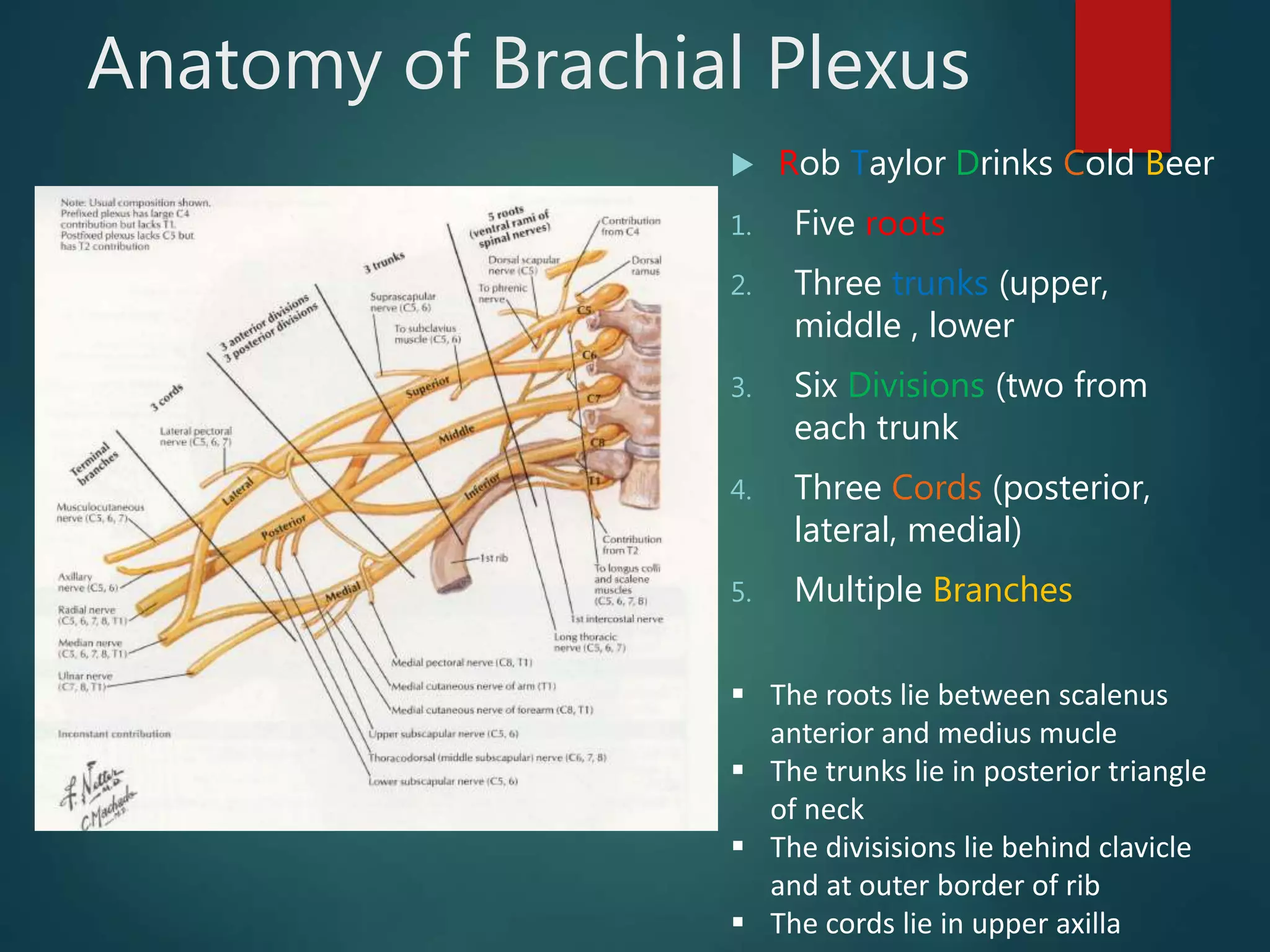 Traumatic brachial plexus injury | PPTX