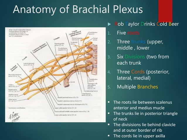 Traumatic brachial plexus injury | PPTX | Death, Injury, or Military Conflict | Sensitive Topics