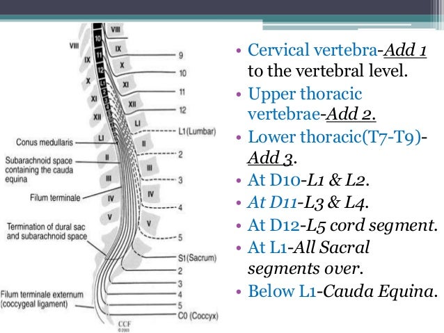 Traumatic Paraplegia