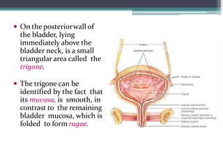 Traumatic paraplegia & bladder management by dr ashutosh | PPTX