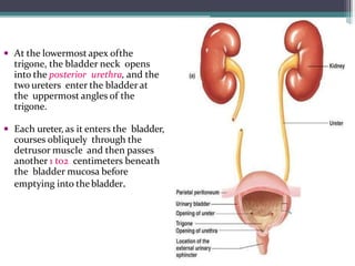 Traumatic paraplegia & bladder management by dr ashutosh | PPTX