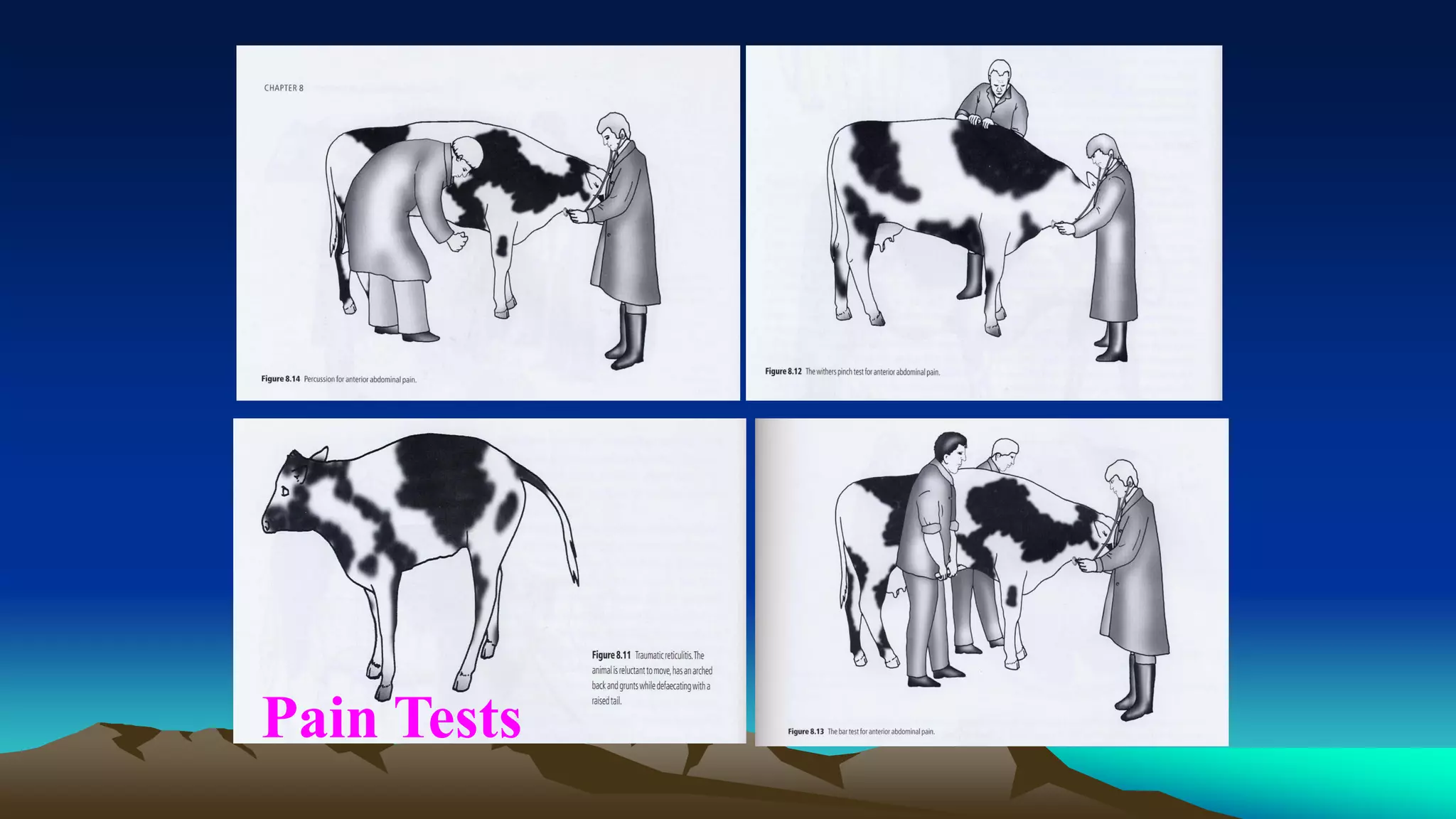 Traumatic reticulo peritonitis | PDF