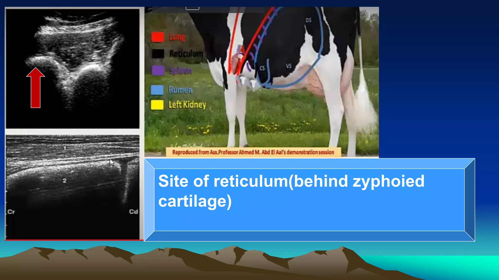 Traumatic reticulo peritonitis | PDF