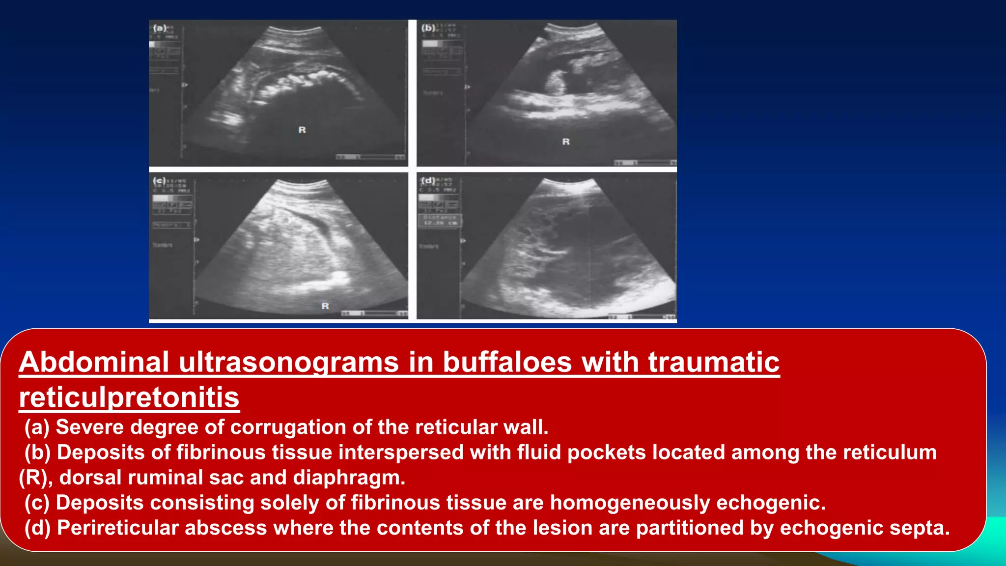 Traumatic reticulo peritonitis | PDF