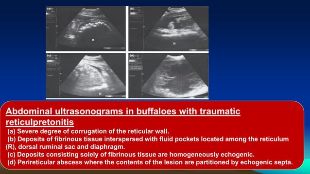Traumatic reticulo peritonitis | PDF | Digestive Disorders | Diseases ...