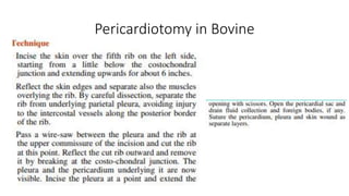 Traumatic Reticulopericarditis | PPTX