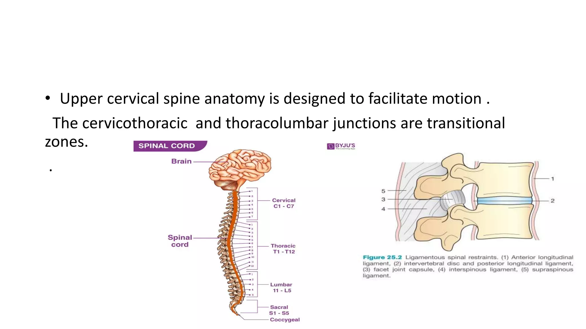 Traumatic spinal injury | PPTX