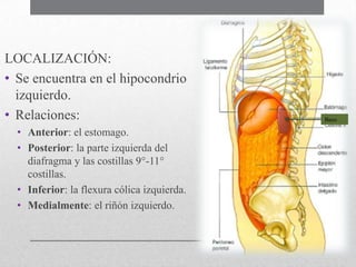 Traumatismo esplenico | PPTX