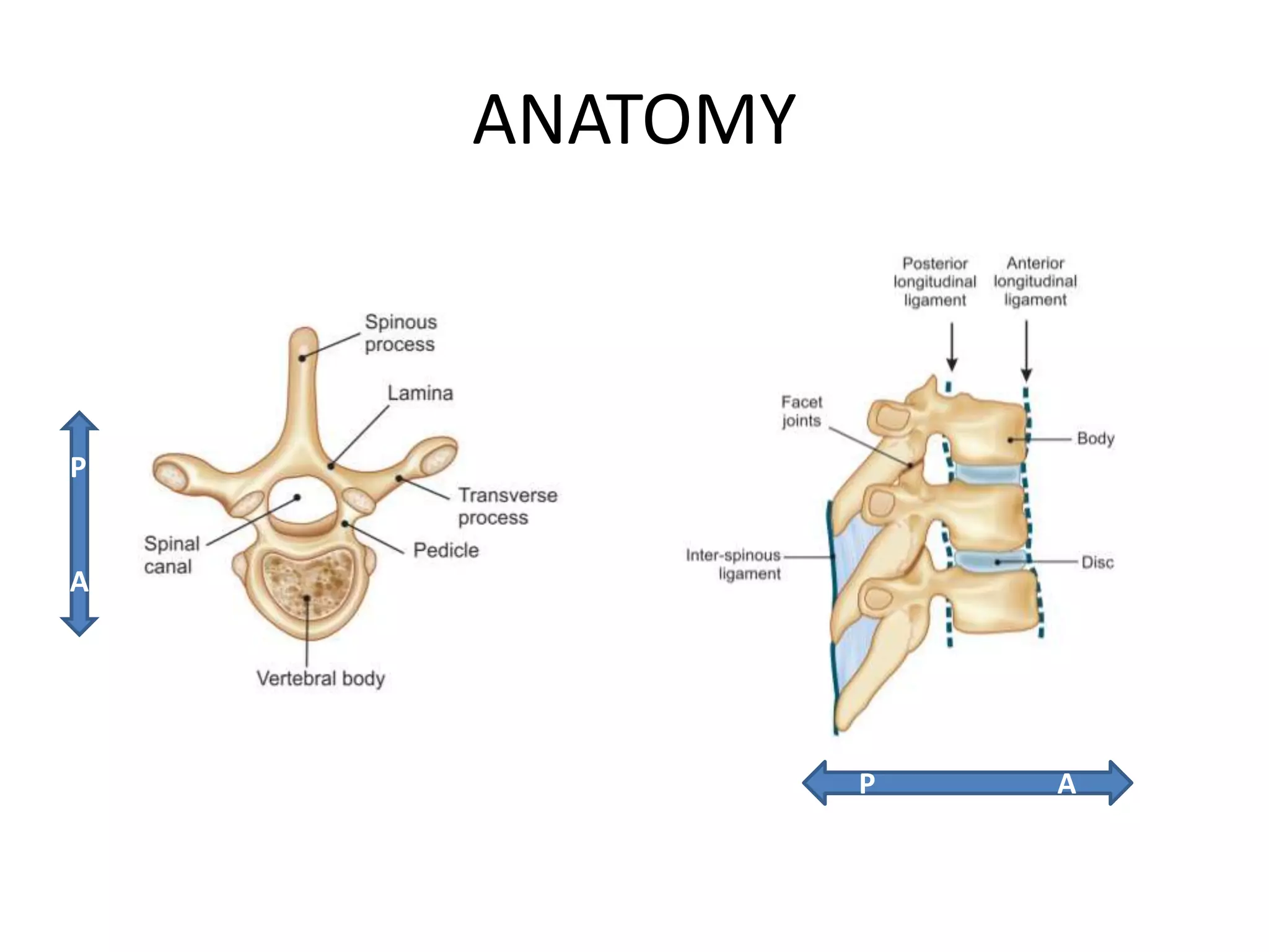 Trauma to cervical spine & thoracolumbar spine - Anatomy, Mechanism ...