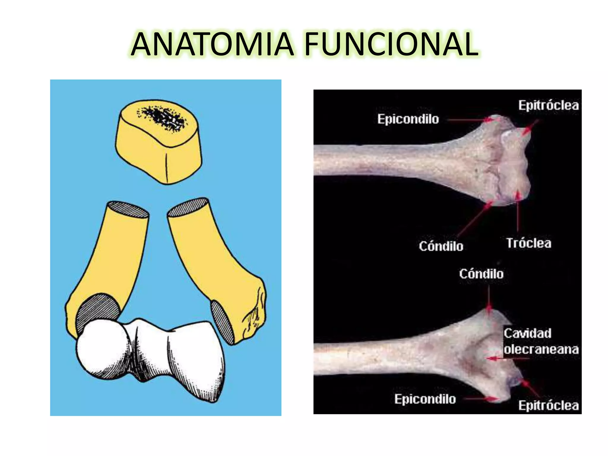 FRACTURA DE HUMERO DISTAL | PPTX