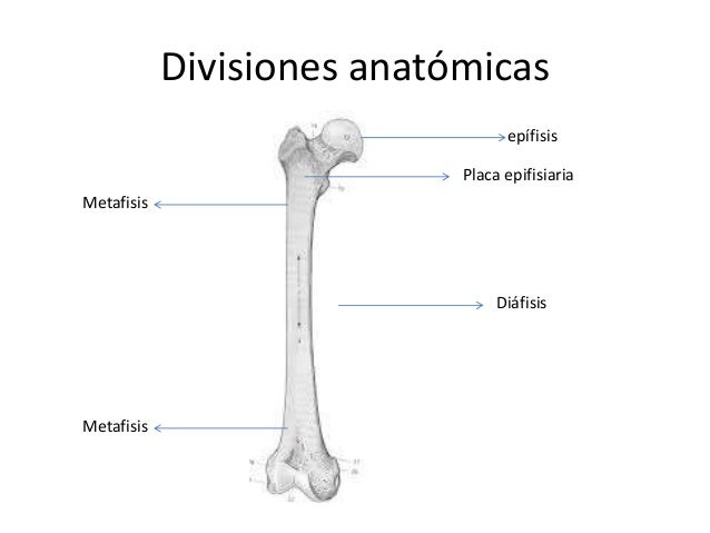Anatomía Humana : mayo 2017