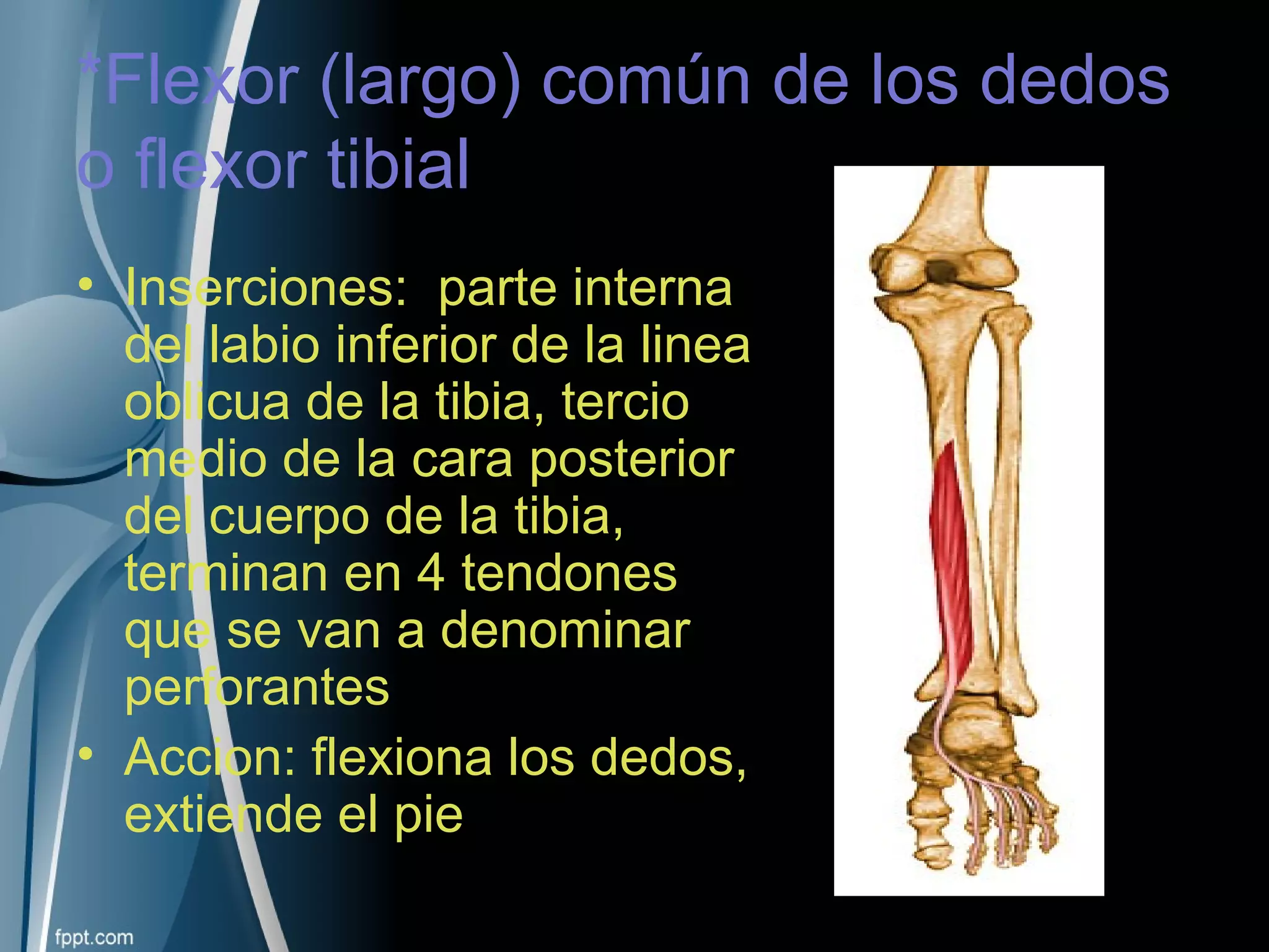 Anatomía de cadera y muslo. | PPT