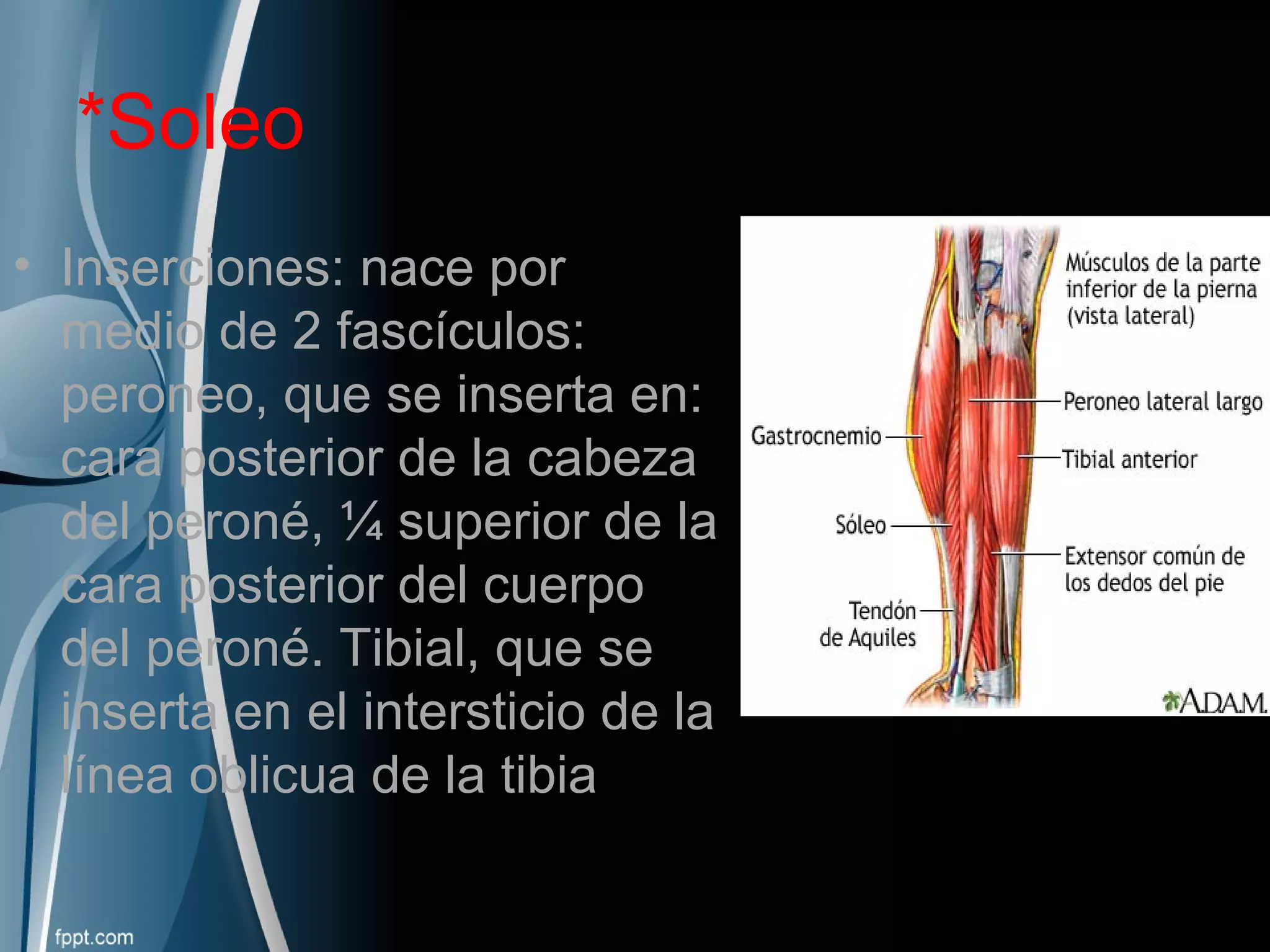 Anatomía de cadera y muslo. | PPT