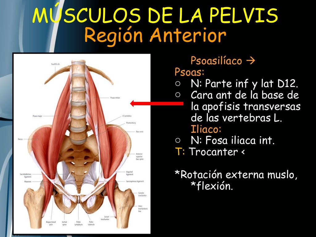 Músculos De La Cadera: Anatomía, Funciones, Origen E Inserción Y Más ...