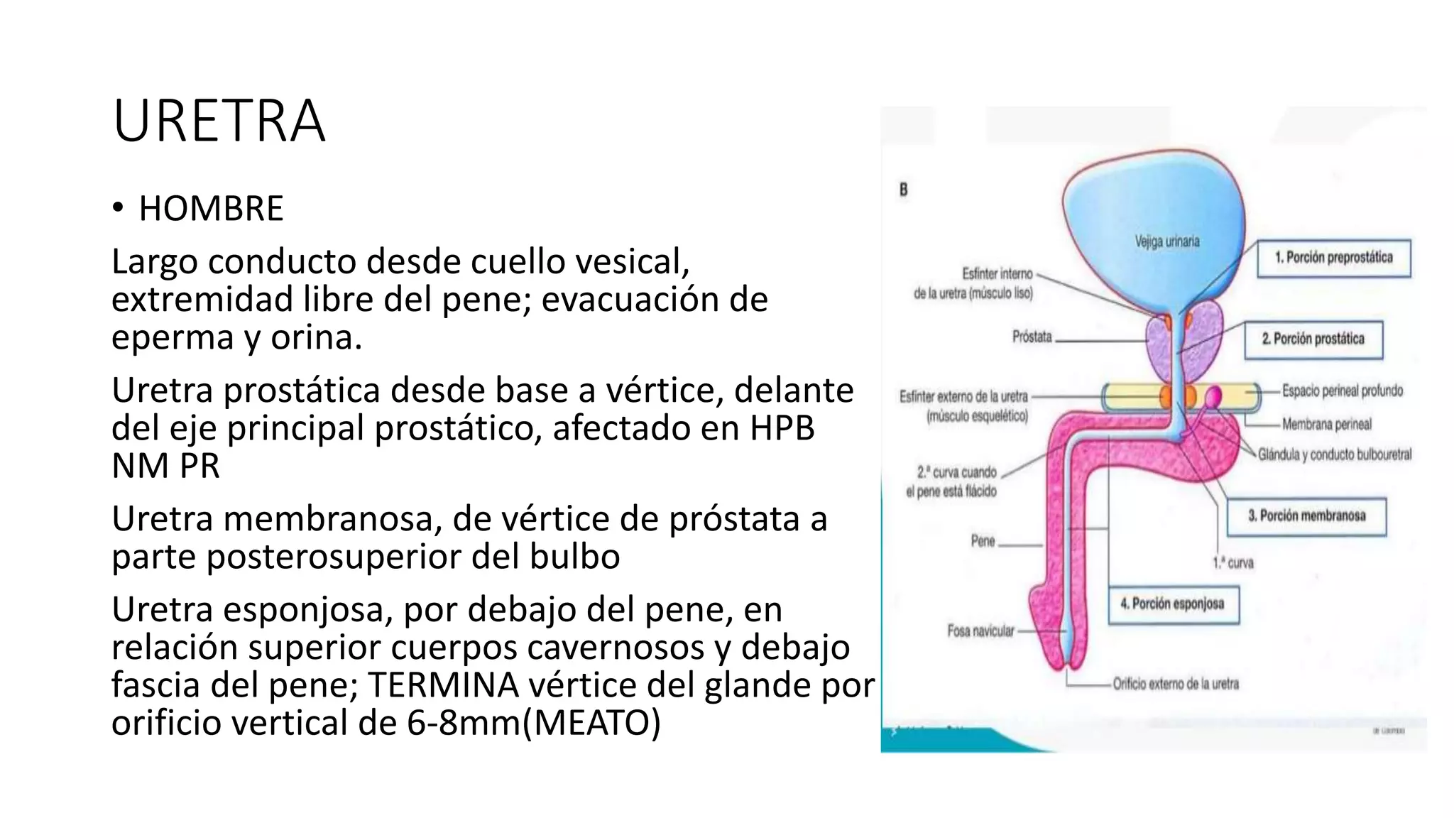 Traumatismo Uretral Por Sonda Vesical - RETOEDU