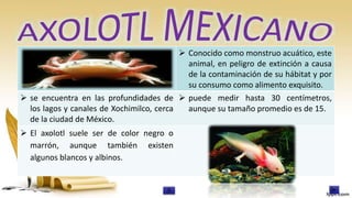 sureñita animales exoticos | PPTX