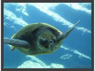 Travel to Durban SA | PPT