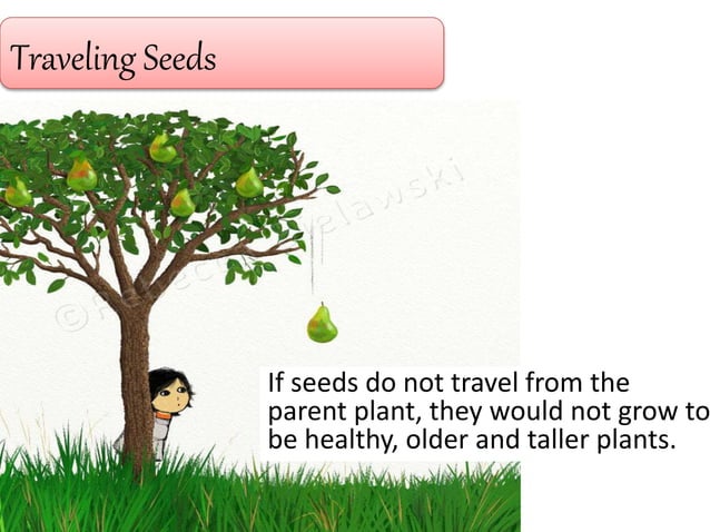 Travelling seeds | PPTX