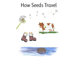 Travelling seeds | PPTX