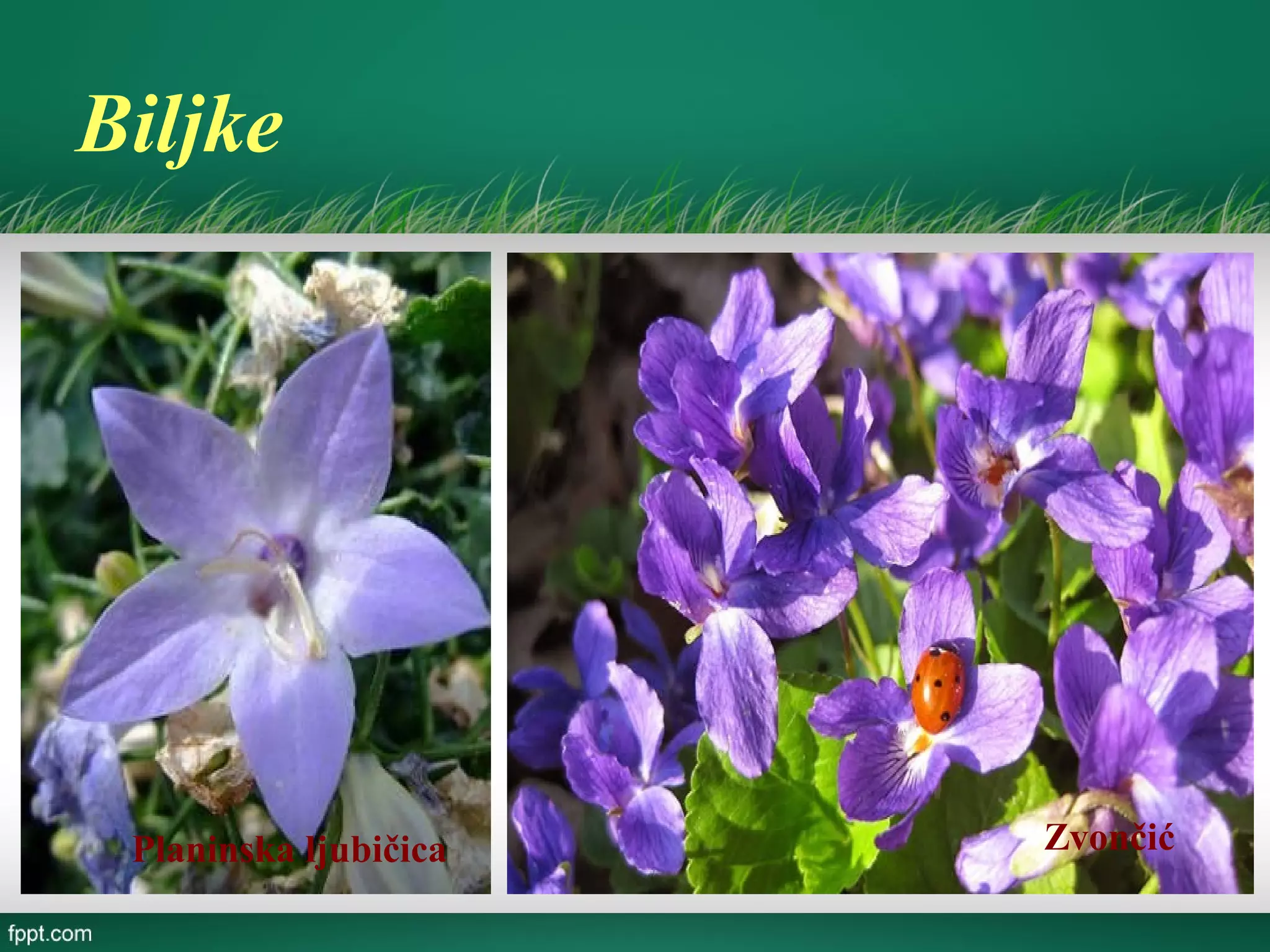 Travni ekosistemi: stepe i planinske rudine | PPT