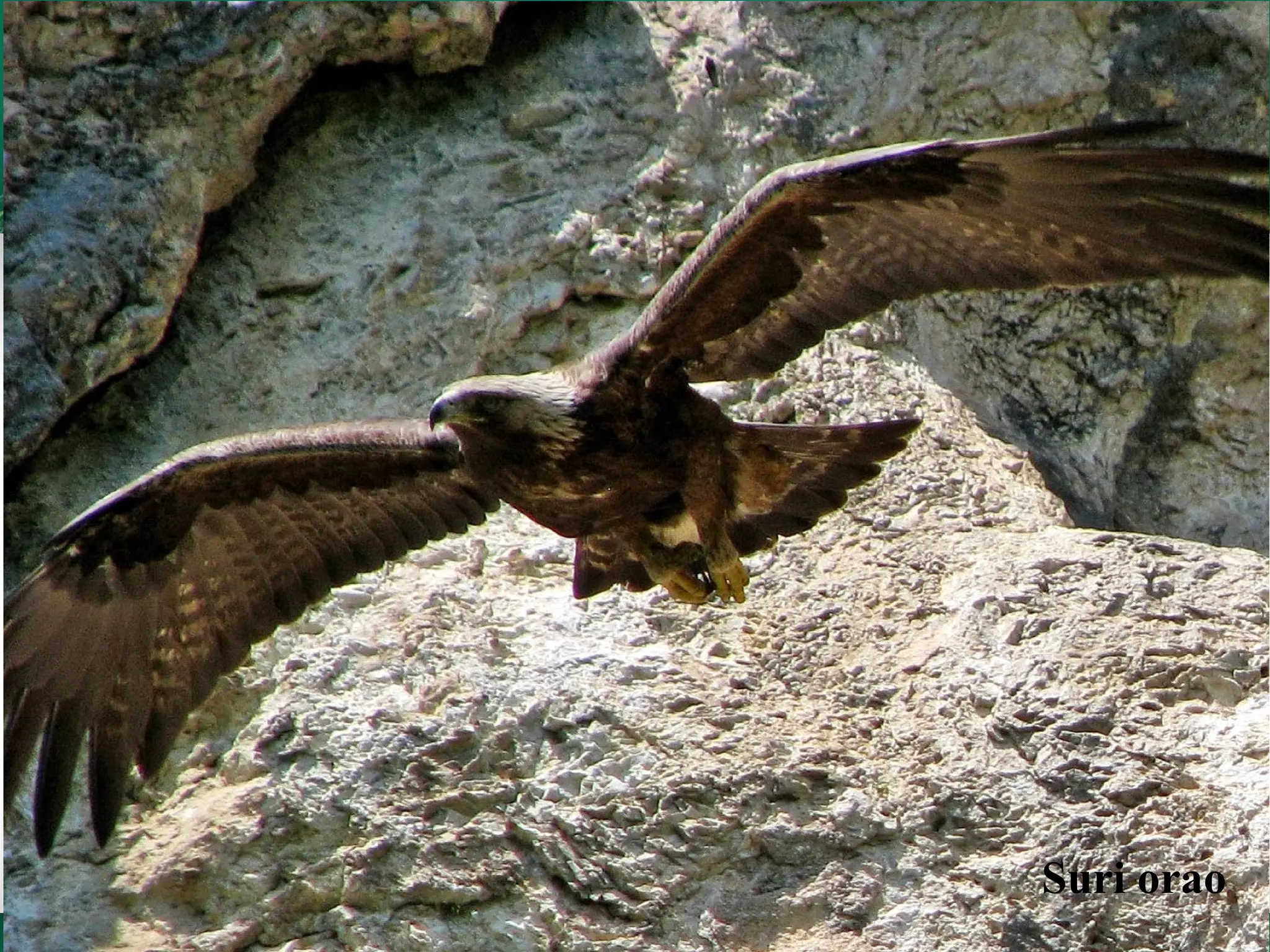 Travni ekosistemi: stepe i planinske rudine | PPT