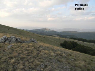 Travni ekosistemi: stepe i planinske rudine | PPT