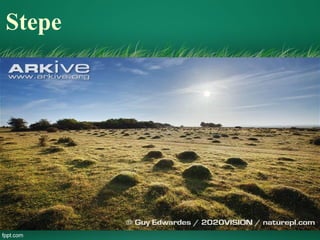 Travni ekosistemi: stepe i planinske rudine | PPT