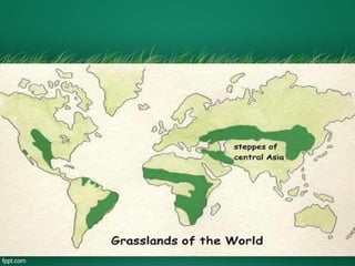Travni ekosistemi: stepe i planinske rudine | PPT