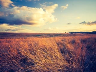 Travni ekosistemi: stepe i planinske rudine | PPT